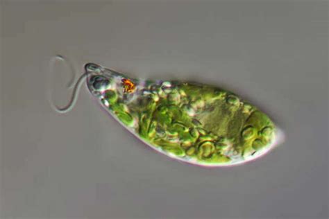 Euglena Gracilis Microscope