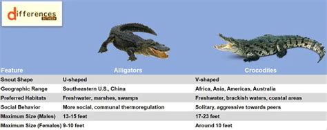 Alligators Vs Crocodiles Key Differences Explained