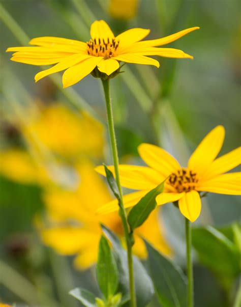 Sunchokes Seeds The Seed Project