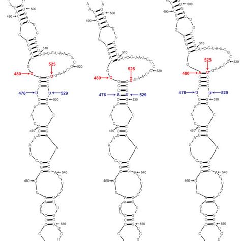 Poliomyelitis Pathogenesis Download Scientific Diagram