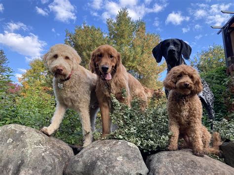 Auntie Beths Pawsitive Pet Care Llc The Cornish Rex Is A