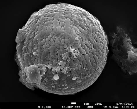 Dust Particles Under Microscope