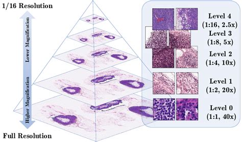 This Figure Depicts The Pyramidal Structure Of Wsis Highlighting The