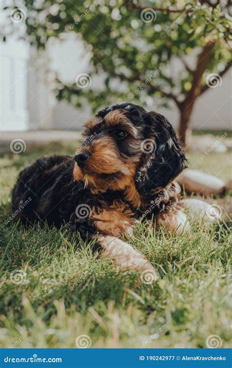 Cockapoo Puppy Relaxing On A Grass In The Garden Looking To The Side