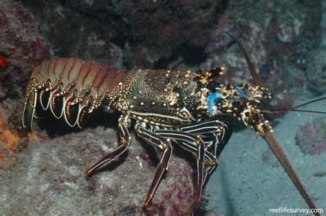 Panulirus Penicillatus Two Spined Rock Lobster Reef Life Survey