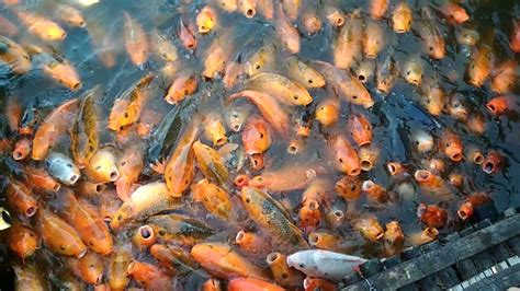 Kasih Makan Ikan Koi Monster Koi Youtube