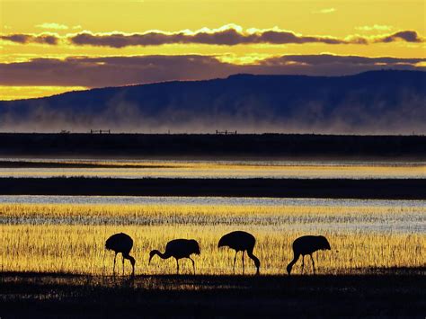 Sandhill Cranes At Sunrise Near Malheur Nwr Oregon Photograph By Mark