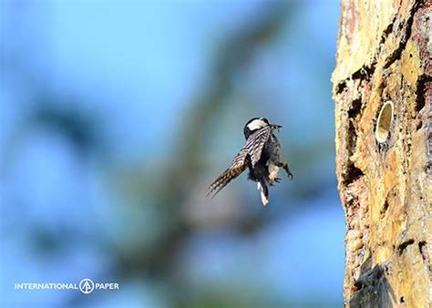 Supporting The Longleaf Pine Ecosystem In The Southeastern U