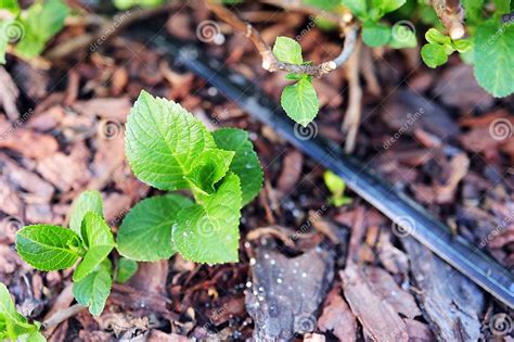 Hydrangea Sprout Was Obtained Using Layering Drip Irrigation System