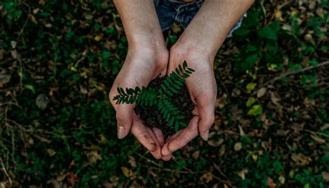 Plant Growth Analysis And Forecasting