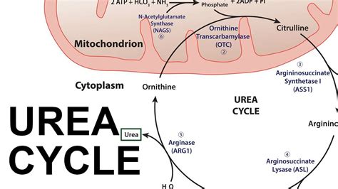 Schematic Diagram Of Urea Cycle Urea Cycle Diagram