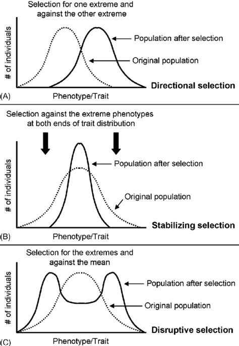 Directional Selection Example Of Evolution At Jean Begaye Blog