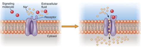 Ch 9 Cell Signaling Flashcards Quizlet