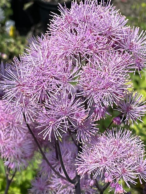 Thalictrum Nimbus Pink Bunchberry Nurseries