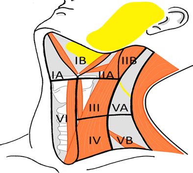 Six Division Levels Of The Head And Neck Level I Submental And