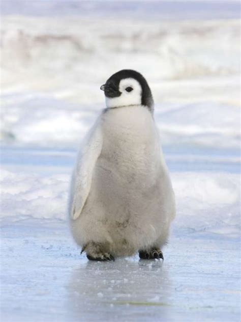 25 Spiritual Meaning Of Penguin In A Dream Interpretations