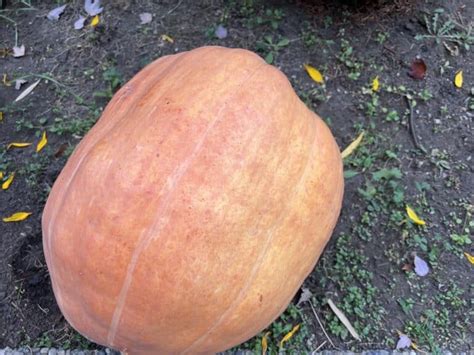 Dickinson Pumpkin The Classic American Pie Making Pumpkin Variety Home For The Harvest