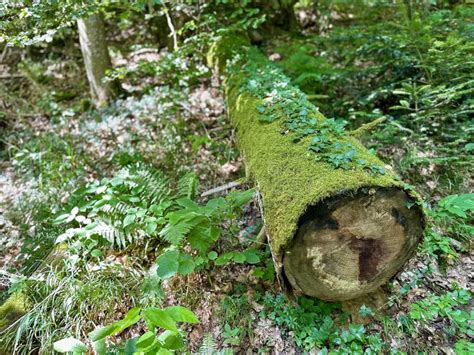 Large Fallen Tree Trunk Covered In Moss With Visible Tree Rings In A