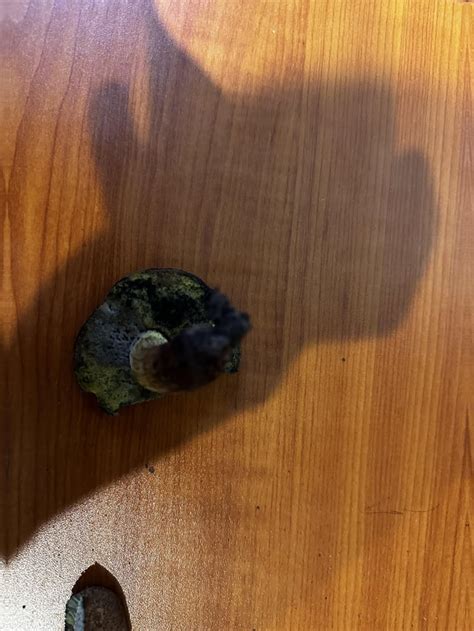 What Species Is This R Mushroomid