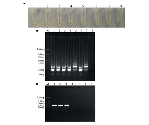 Sensitivity Of The Lamp And Conventional Pcr Lamp And Conventional Download Scientific