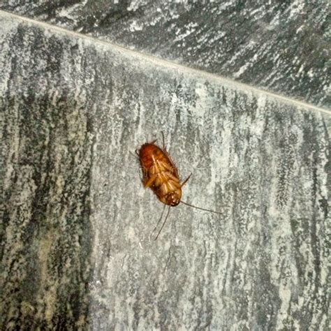Close Up Of A Cockroach On Tiled Surface A Detailed Look At Urban
