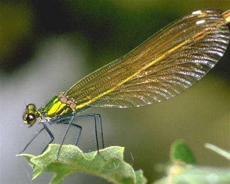 Jeudi Sur Les Ailes Dune Libellule