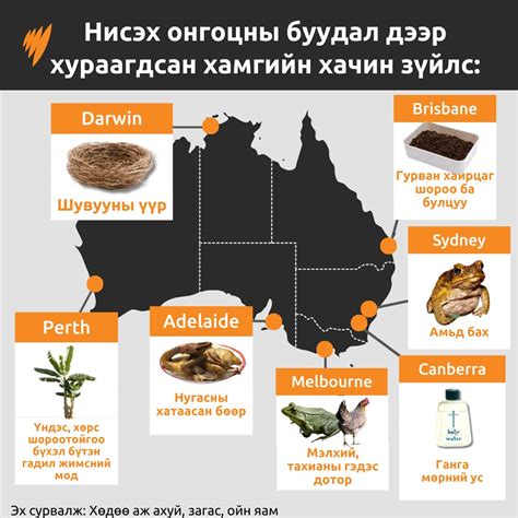 Австралийн хил дээр олзлогдсон хачирхалтай зүйлс Нугасны бөөр бах мэлхий шувууны үүр