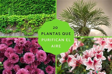 Proceso De Las Plantas Purifican El Aire Que Respiramos