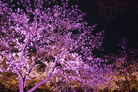 夜桜点灯