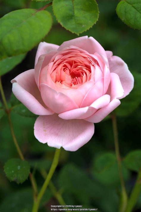 Aili Winter On Twitter My New Collab With Curvysence Clothes Brand