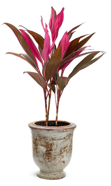 13 Red Sisters Plant Lanosifana