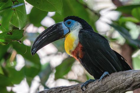Biodiversity — Sts Guyana