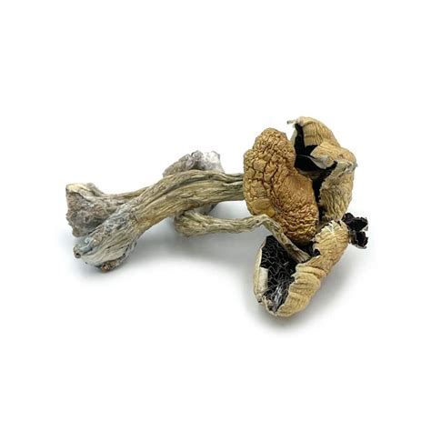 Buy B Cubensis Online In Canada Pacific Shrooms