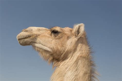 White Camel Stock Image Image Of Africa Arabia Tourism 56737245