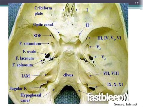 Seminar Innervation Of Maxillofacial Structures Ppt