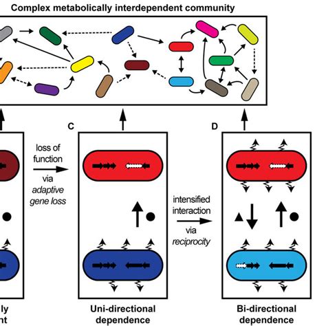 Structure And Evolution Of Metabolically Interconnected Microbial