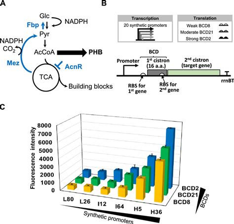Metabolic Network Of Phb Biosynthesis In C Glutamicum And Gene Download Scientific Diagram