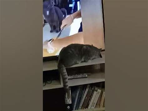 кот шалун😂 - YouTube