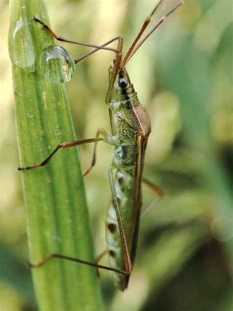 Macro Photo Of Leptocorisa Oratoria Or The Rice Ear Bug Stock Image
