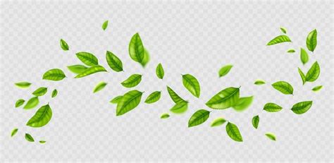 Tea Leaves Vector Art Icons And Graphics For Free Download