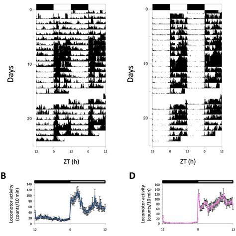 Representative Actograms And Mean Waveforms Of Locomotor Activity Of