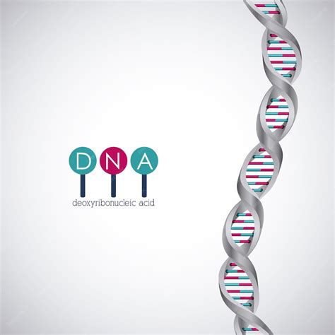 Premium Vector Dna Structure Chromosome Design Premium Vector Dna Structure Chromosome Design