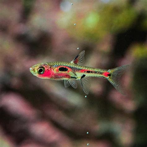 11 Stunning Types Of Rasbora For Beginners