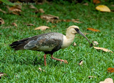 Curicaca Theristicus Caudatus Wikiaves A Enciclopédia Das Aves Do