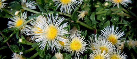 Kanna Provides Brain Benefits And Enhances Mood Brighter Health