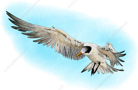 Elegant Tern Illustration Stock Image C0274587 Science Photo