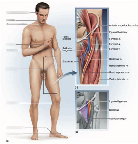 Pulse Points Diagram Quizlet
