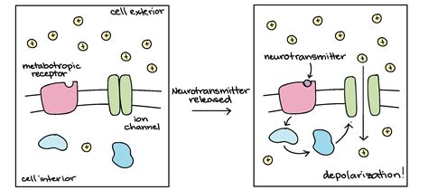 Neuron Simulation Worksheet Answers — Db