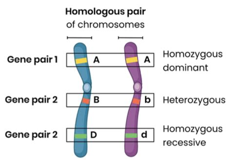 Topic 7 Genetics Populations Evolution And Ecosystems Flashcards