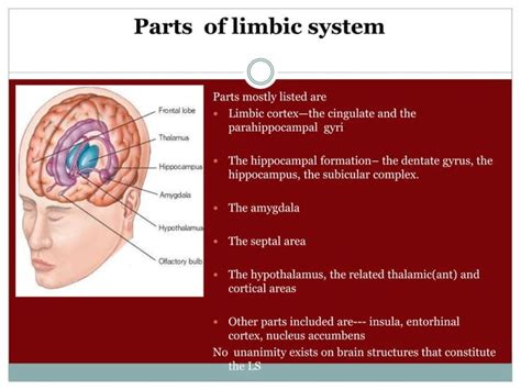 Limbicsystempptthe Limbic System Is A Group Of Interconnected Brain
